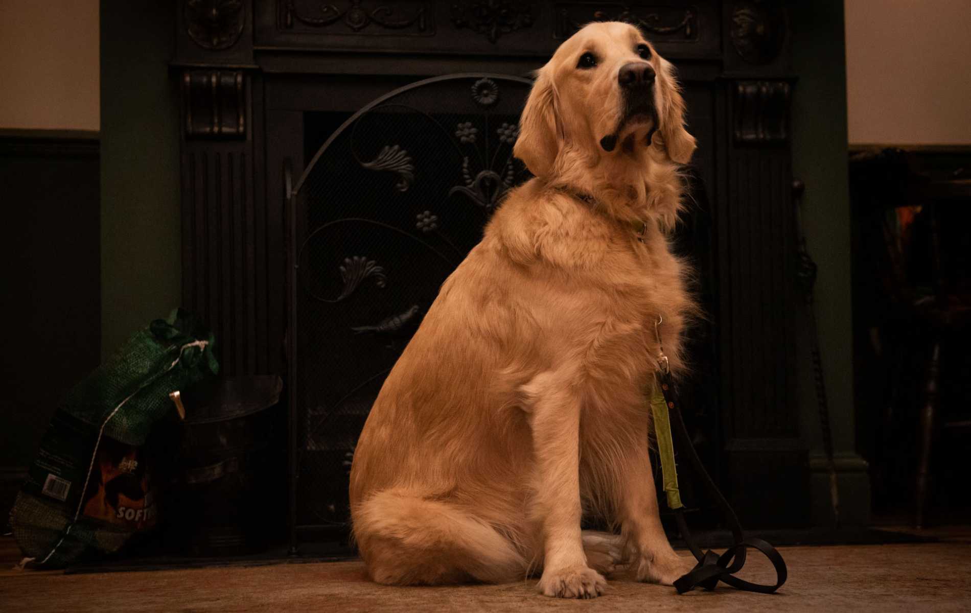 Dog-Friendly Places in West London | Horton and Garton